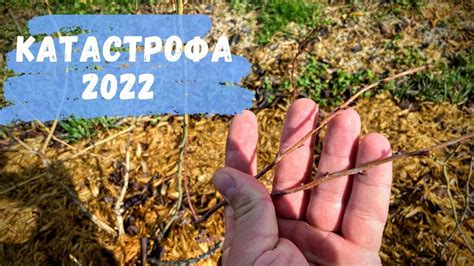 Морозоустойчивость сортов голубики - YouTube