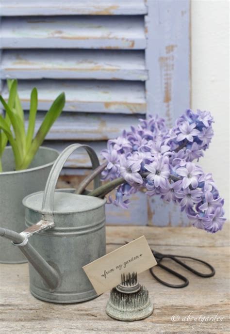 Come Coltivare Il Giacinto Aboutgarden