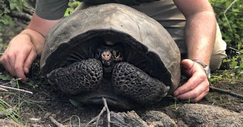 First Footage Of Extinct Giant Tortoise Rediscovered On The Galapagos