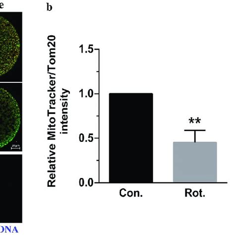 Rotenone Induces Mitochondrial Dysfunction In Porcine Oocytes A