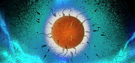 Human Egg Being Fertilized By Sperm Photograph By Panoramic Images Pixels