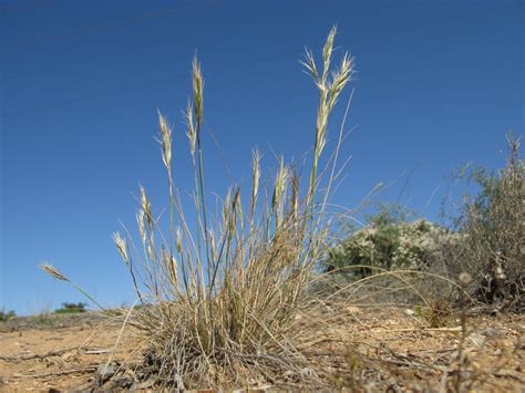 Temperate Grassland Grasslandheadsmashedinbuffalo Temperate Grassland