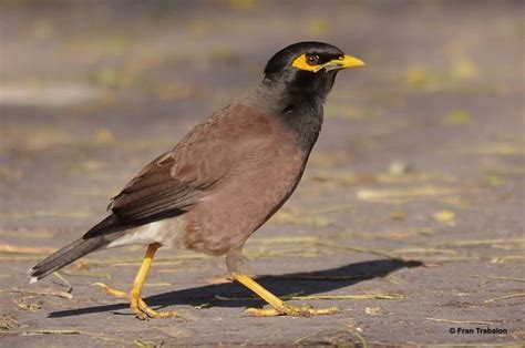Myna - Alchetron, The Free Social Encyclopedia