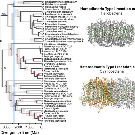 Bayesian Relaxed Molecular Clock Of Type I Reaction Centres The Tree