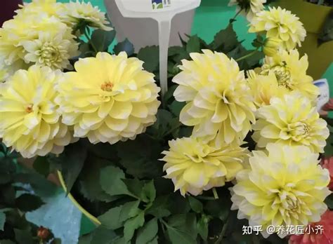 养花最怕什么一共5件事老手都知道新手要牢记 阿波罗新闻网