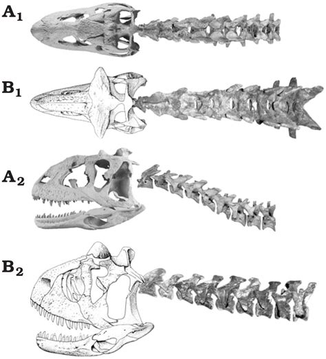 Dinosaur Spine