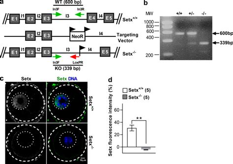 Targeted Deletion Of Setx Gene And Oocyte Setx Expression A