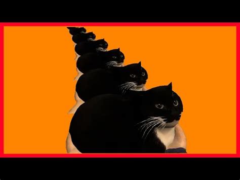 Hypnotic Maxwell The Cat Garry S Mod Gmod YouTube