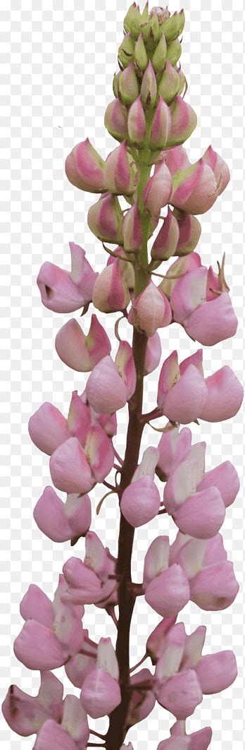 Delphinium Png Images Pngegg