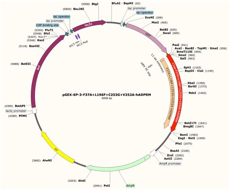 Addgene PGEX P F A L F V A C G HADPRM