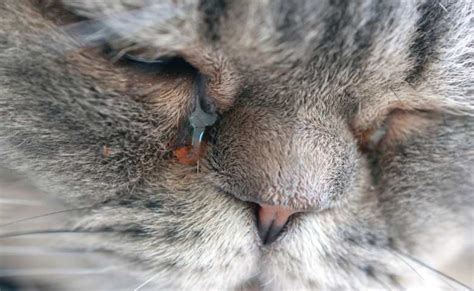Can A Cat Has Allergies Common Allergies In Cats Environmental