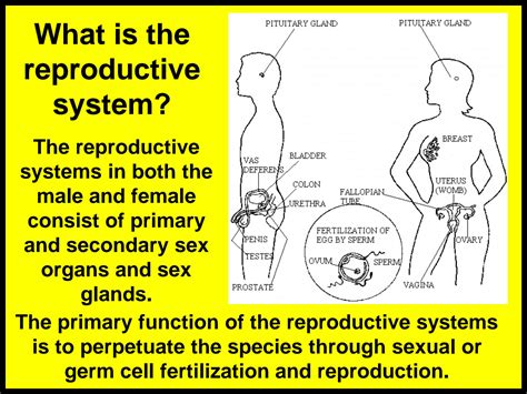Solution 178 Anatomy Reproductive System Studypool