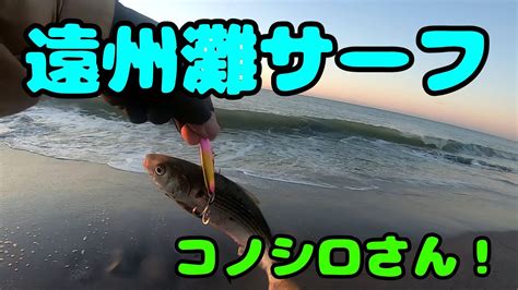 遠州灘サーフ コノシロさん 朝マズメ YouTube