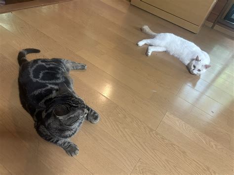 🐈‍⬛あめもか🐈 On Twitter 暑い 猫達も溶けてます ねこ 猫 ねこのいる幸せ ねこのいる生活 猫がいる幸せ