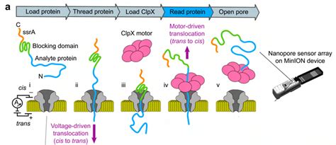 That New Nanopore Protein Sequencing Paper