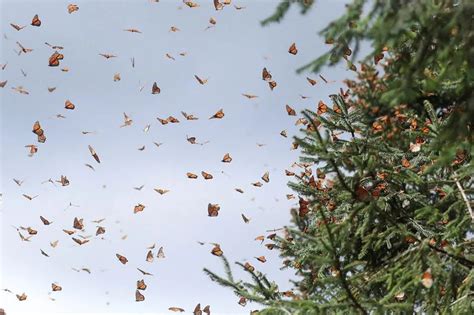 ¿qué Está Pasando Con La Mariposa Monarca En 2024 Su Hibernación Llegó
