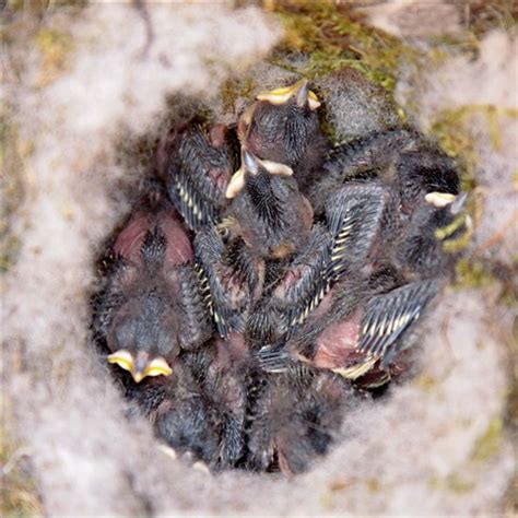 Nest With Great Tits Benmaaskant Galleries Digital Photography