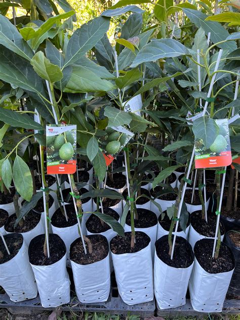 Buy Hass Avocado Tree Online Delivered To Your Door Ross Creek