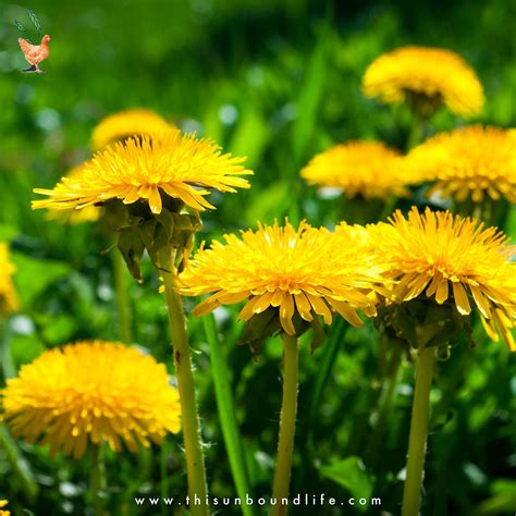 Herb Spotlight Dandelion