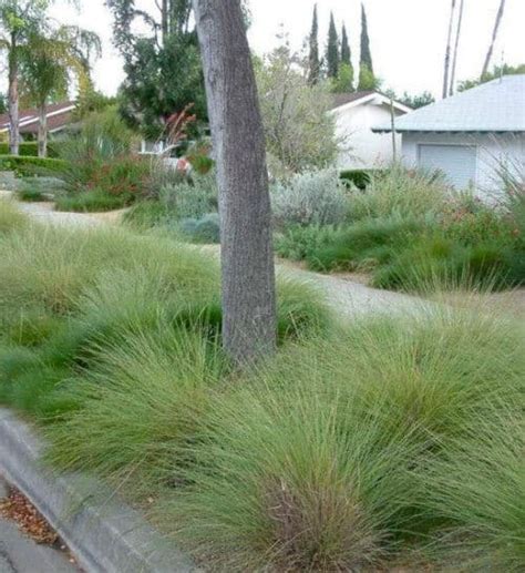 Festuca Mairei Atlas Fescue Moroccan Fescue Canada