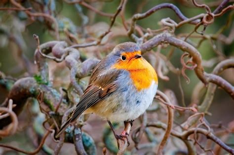 Red Neck Bird Ornithology Free Photo On Pixabay