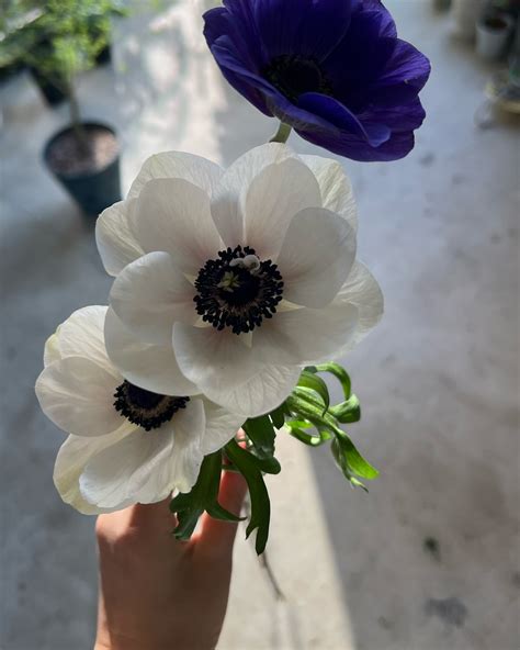 아 로 새 길 꽃 겨울꽃 아네모네🤍 낮엔 활짝 피었다가 밤엔 꽃잎을 닫고 자는 신비한 꽃🖤 저녁에 급하게 주문 주셨을 때