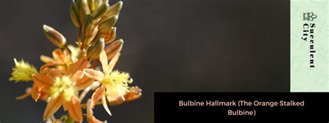 Bulbine Hallmark The Orange Stalked Bulbine Succulent City