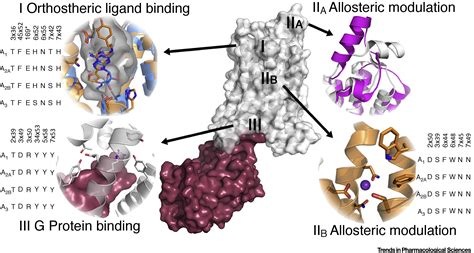 Adenosine Receptor Structure