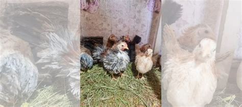 Куры молодки купить в Калаче по низкой цене Животные и зоотовары Авито