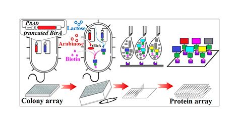 Rapid Fabrication Of Protein Microarrays Via Autogeneration And On Chip