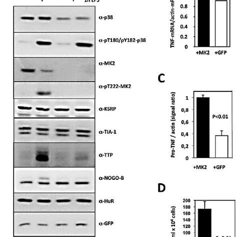Western Blot Analysis Of Protein Distribution In Polysome Profiling And