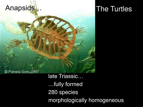 Ppt Evolution Of The Amniotes From Ancestral Condition To Diverse Species Powerpoint