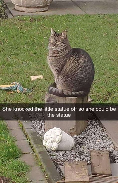 Leaked Image Of New Untitled Cat Game R Untitledgoosegame