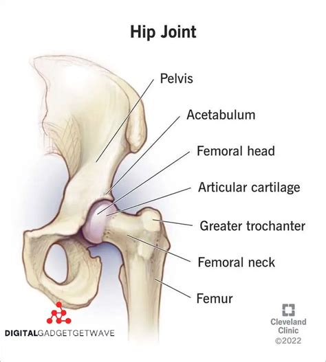 Understanding The Hips Definition Functionality And Significance