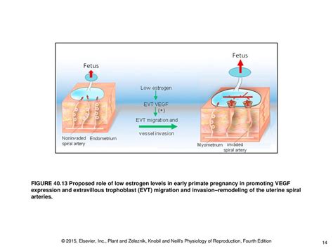 Placental Endocrine Function And Hormone Action Ppt Download