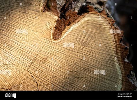 Cut Trees Of Construction Wood After Deforestation Stacked As Woodpile