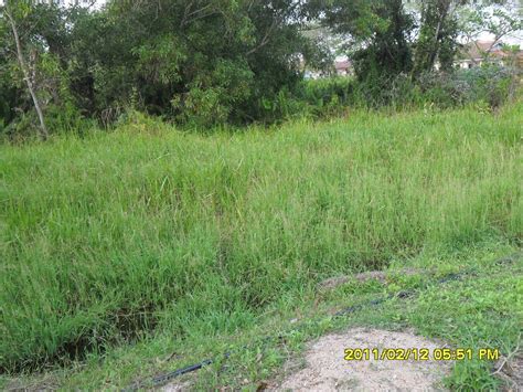 Mid Kamsal Pancing Ikan Puyu