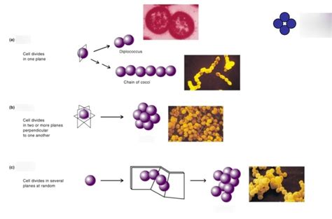Cell Arrangement Mlu1 Diagram Quizlet