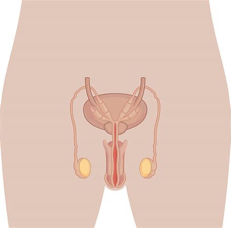 Male Reproductive System Chart Illustrations Royalty Free Vector