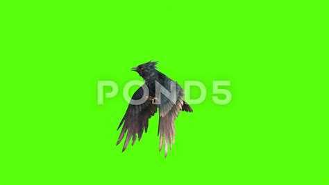 Crow Flying Animation