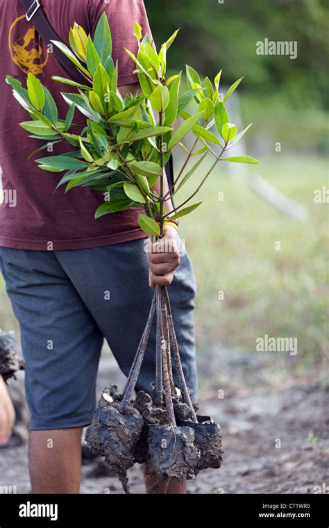 Man Carrying Young Mangrove Tree For Reforestation Satun Thailand