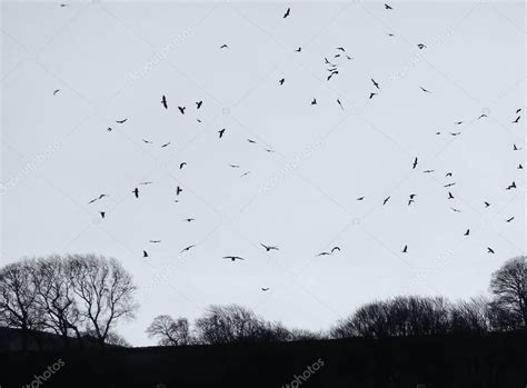 Cuervos Que Acuden Sobre Un Oscuro Cielo Nocturno De Invierno Con
