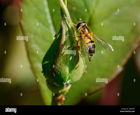 Female Hoverfly Epistrophe Eligans Laying Eggs On Rose Flower Bud