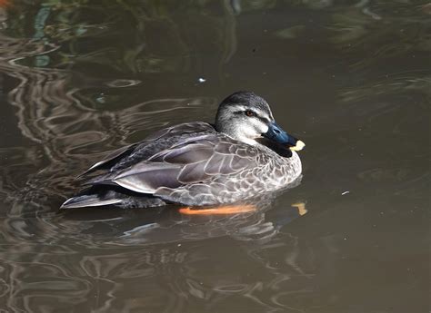 久しぶり ムラサキシジミの日向ぼっこ 蝶と野鳥の図鑑