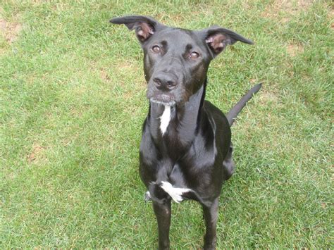 Greyhound Lab Mix At Rebecca Skinner Blog