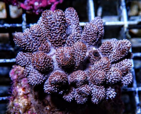 Finger Leather Corals Sinulariacladiella Sp Aquarium Gallery