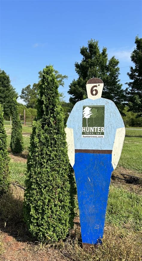Degroots Spire Arborvitae 6 Hunter Trees Llc