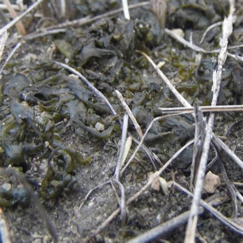 Macrocolonies Of Nostoc Commune On The Surface Of Organo Accumulative