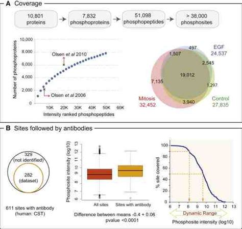 Overview Of The Identified Phosphoproteome Download Scientific Diagram