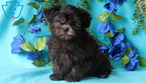 Lhasa Apso Mix Puppies For Sale Keystone Puppies